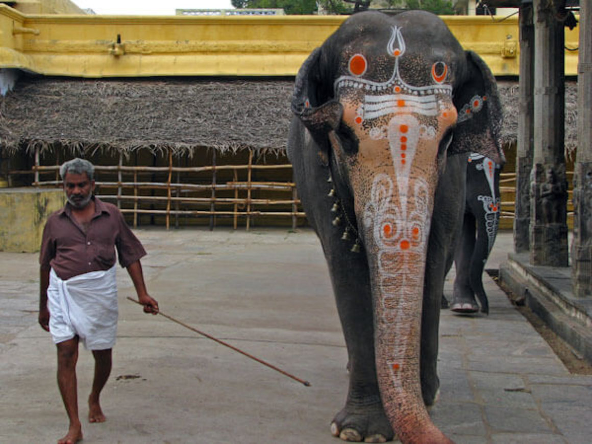 Sunday Photo Story - Temple Elephants of India - Romancing The Planet